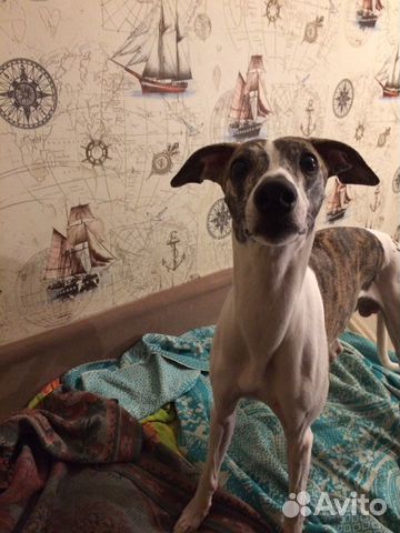 Продажа Уиппета