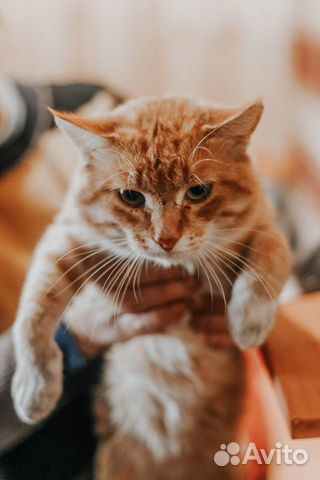 Рыжий котэ ищет Дом