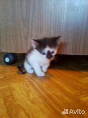 Котенок Бим
