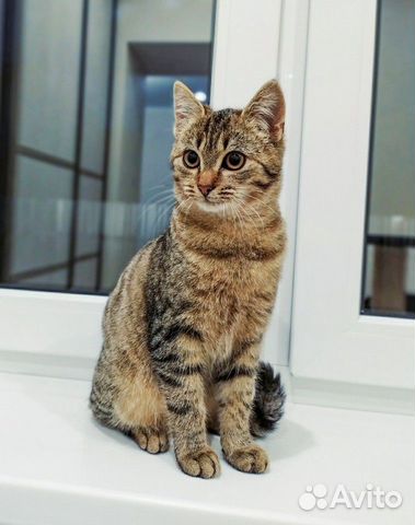 Шикарный Барсик