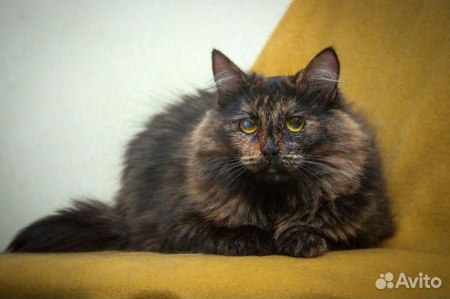 Чудесная пушинка Шарлотта ищет свою семью