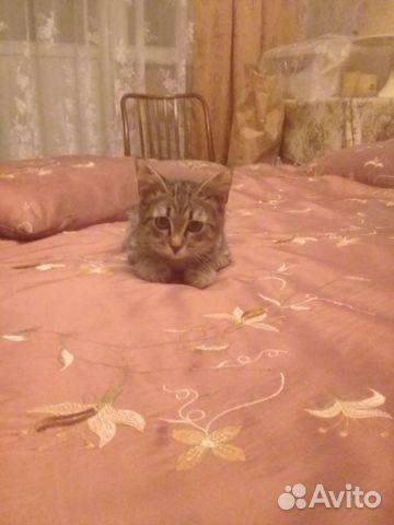Отдам котёнка (девочка)