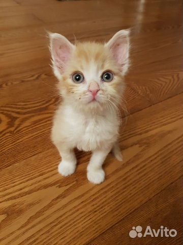 Котенок девочка 1.5мес