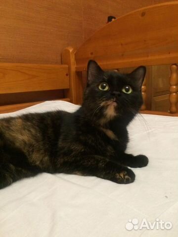 Кошка