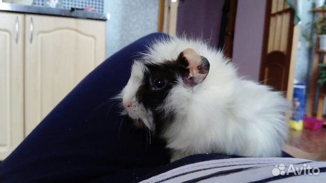 Морская свинка