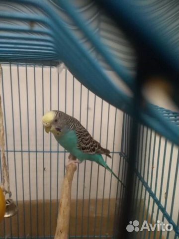 Отдам попугая