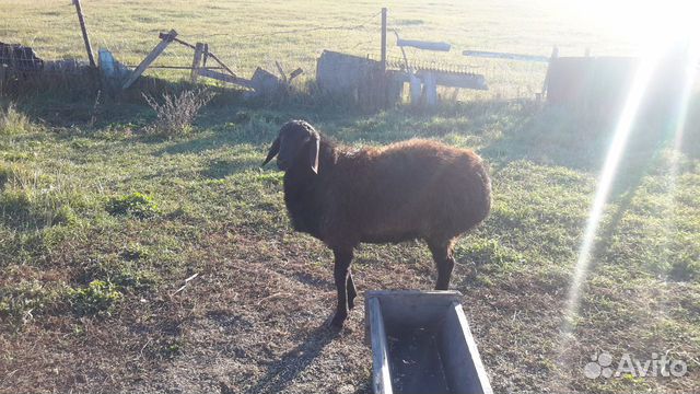 Гиссар на племя