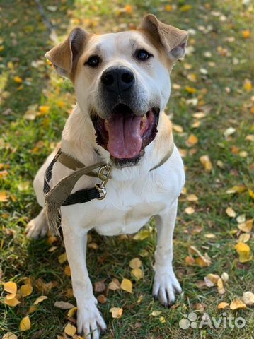 Крупный пес Амур ищет дом