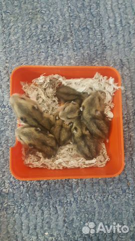 Джунгарские хомячки