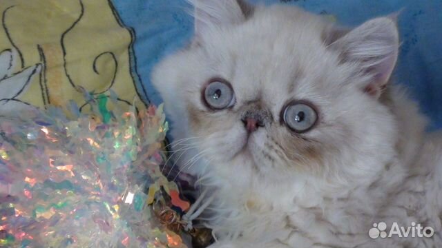 Котик Колобок