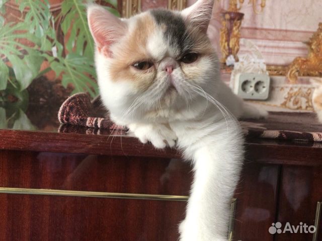 Предлагаем котят породы экзотическая к/ш