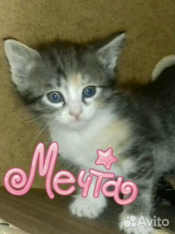 Сибирский котёнок подходит аллергикам