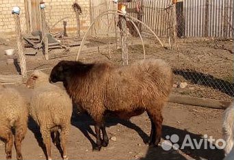 Продается курдючный баран