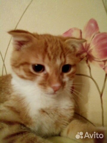 Рыжий котенок