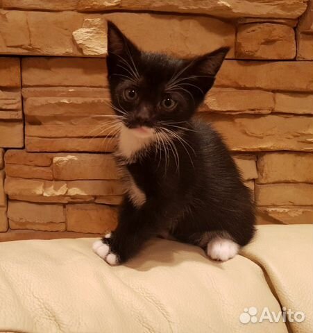 Домашние котятки