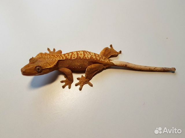 Бананоеды самки
