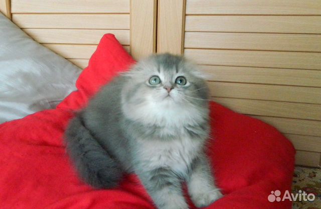 Шотландский котенок