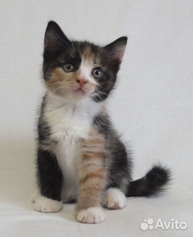 Котенок Мерлен