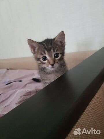 Котёнок. Отдам