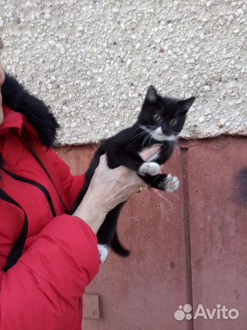 Черно-белый котенок-мальчик 2-3мес отдаётся в хоро