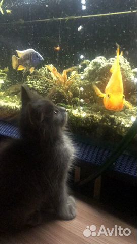 Котятки нибелунгов очень редкая молодая порода