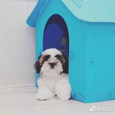 Очаровательные малыши ши