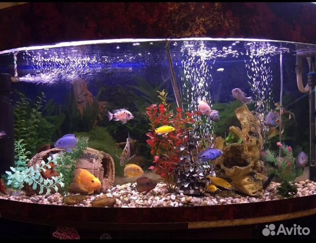 Аквариум со всем инвентарём