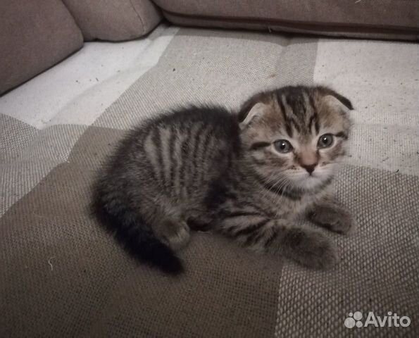 Вислоухий шустрый мальчик