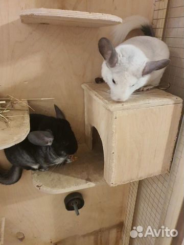 Продам двух шиншилл с витриной