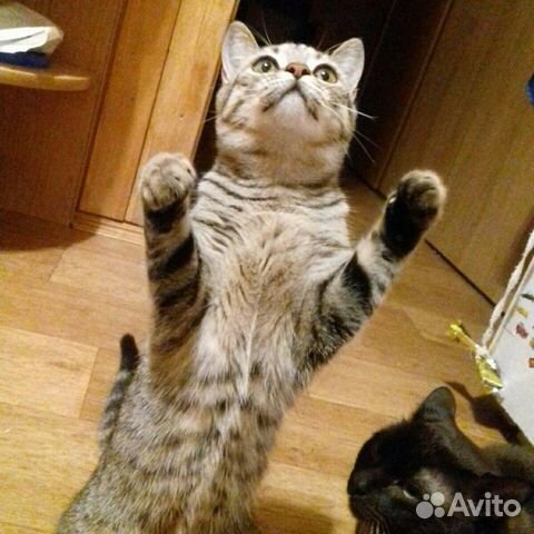 Бурмиллы, две девочки