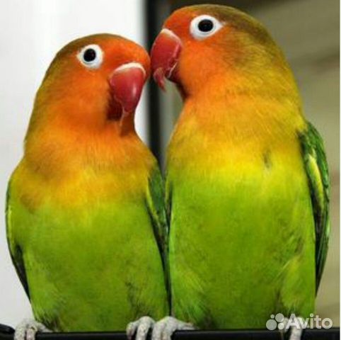 Попугайчики неразлучники