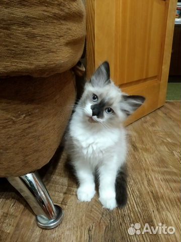 Невский маскарадный котик Мур