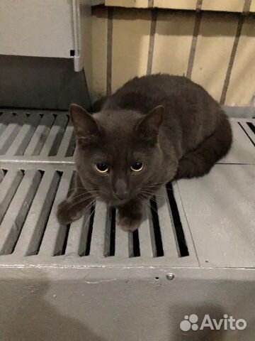 Бывшедомашний котик ищет дом