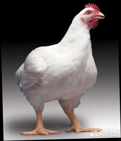 Бройлерные цыплята в живом виде и в виде мяса