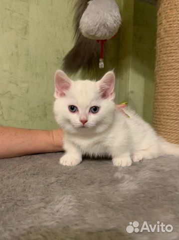 Голубоглазый карапуз с супер короткими лапками