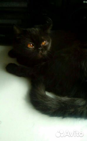 Кошка экзотка