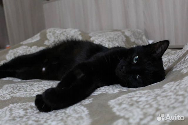 Молодая кошка (1,5 года) в дар