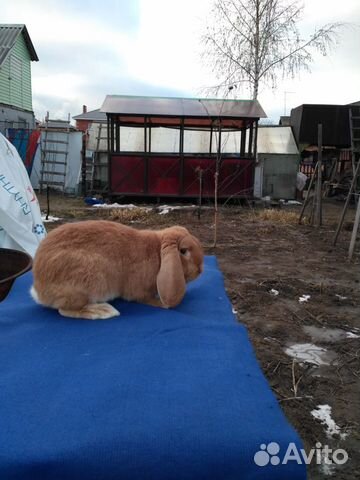 Продаю кроликов