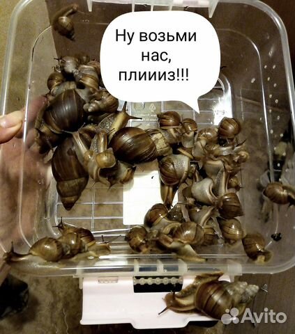 Улитки ахатины (мини)