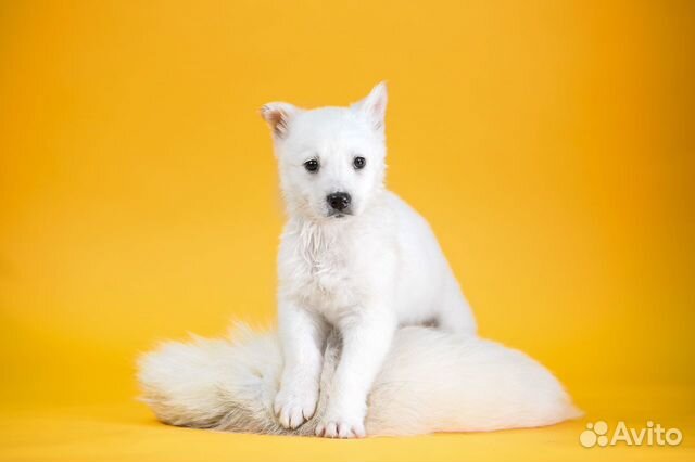 Чарли, 2 месяца. Отдаётся в добрые руки