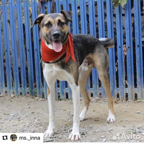 Красивейший 2 года пес В добрые руки бездомный