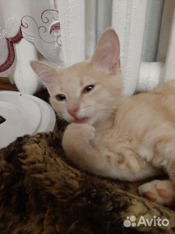 Котенок в дар