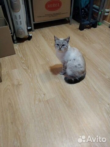 Молодая тайская кошечка