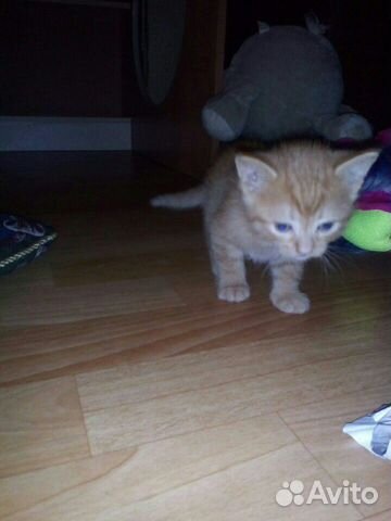 Отдам рыженьких без породных котят