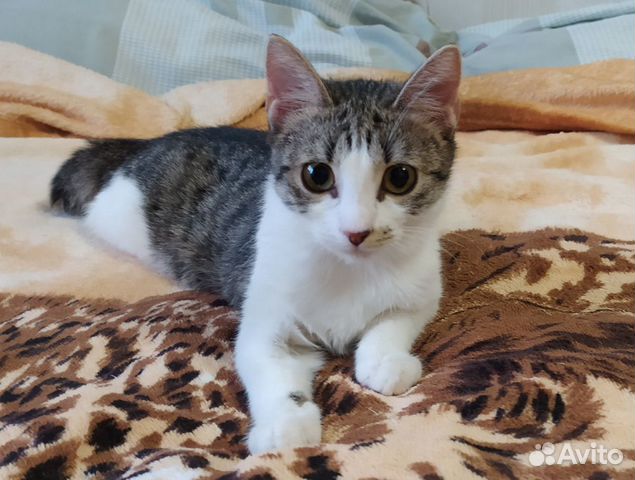 Котенок Софи в добрые руки