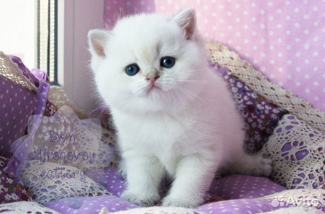 Белый мишка Умка