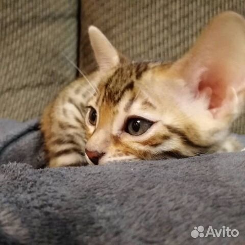 Котята /бенгальская порода/ к новому году