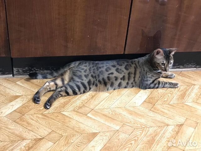 Бенгальская