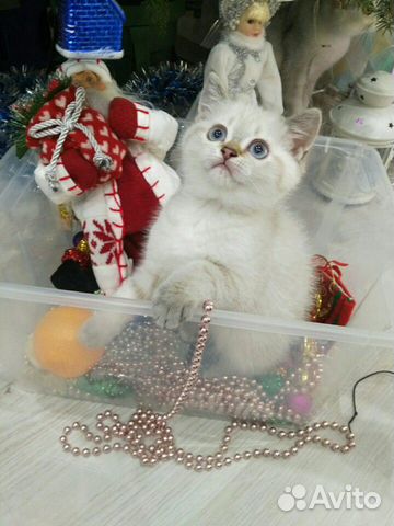 Серебристые,золотистые,голубое золото,кремовые кот