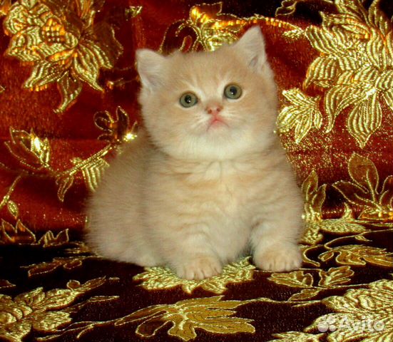 Манчкин котик